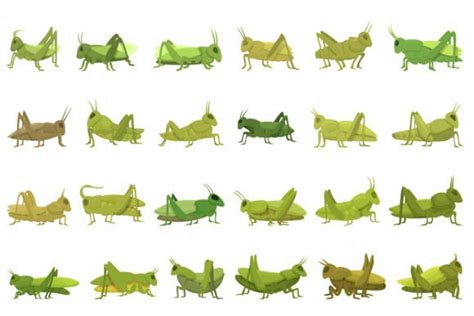 Grasshopper Icons Set Cartoon Vector Graphic By Nsit0108 · Creative Fabrica