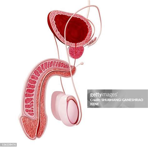Male Reproductive System