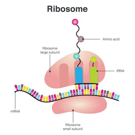 The Structure Of The Ribosome Infographics Vector