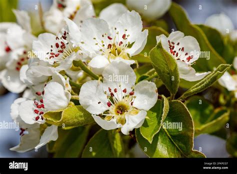 Branch Of Cherry Tree With Cherry Blossoms Stock Photo Alamy