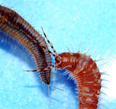 Monday Archives Bristleworms Should You Battle Them