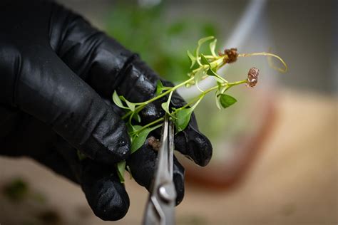 Tissue Culture Spotlight Syringa Production Bailey Nurseries