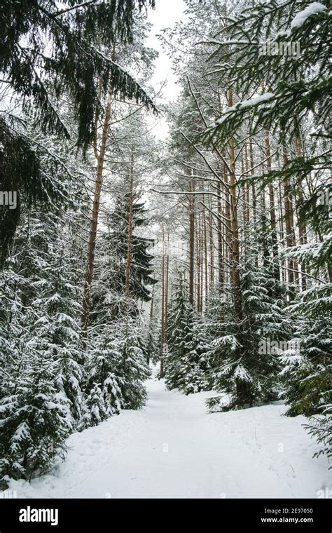 Beautiful Atmospheric Winter Landscape Snow Covered Trees In The