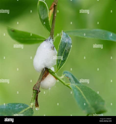 Foam Nest Of The Brown Willow Spittlebug Weidenschaumzikade Aphrophora Salicina The Larva Is