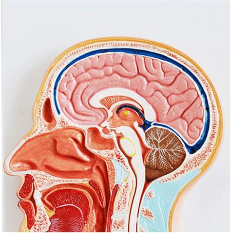 Cabeza Y Cuello Sección Sagital Modelo Anatómico Manatomicos