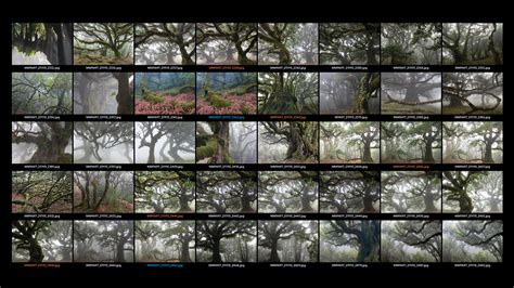 ფოტოების შერჩევა