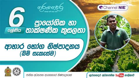 කෘෂිකර්මය අහාර බෝග නිෂ්පාදනය බිම් සැකැස්ම 6 ශ්‍රේණිය ප්‍රායෝගික තාක්ෂණ කුසලතා Youtube
