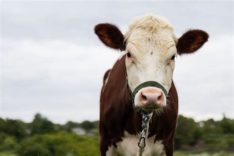 무성한 녹색 들판 위에 서 있는 갈색과 흰색의 소 사진 Unsplash의 무료 소 이미지