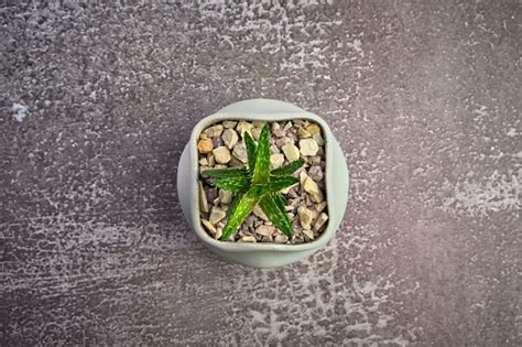 회색 콘크리트 배경에 냄비에 즙이 텍스트공간을 복사합니다 0명에 대한 스톡 사진 및 기타 이미지 0명 가정 생활 꽃 식물 Istock