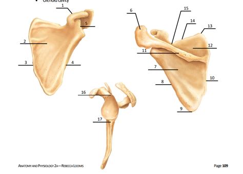 Scapula Diagram Quizlet