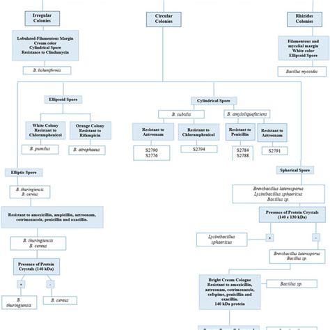 Pdf Morphological And Biochemical Characterization Of Bacterial Species Of Bacillus