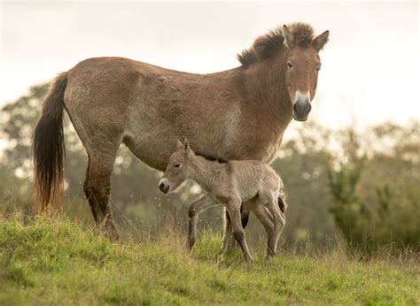 5 Things You Didnt Know About The Przewalskis Horse