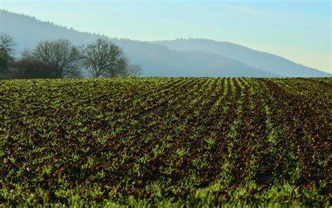 무료 이미지 경치 자연 포도원 들 농장 바닥 목초지 언덕 꽃 수확고 흙 농업 평원 밭고랑 전지 지구 관목 대칭 농원 시리즈 경작 할