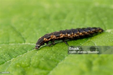 Female Firefly Larva Lampyris Noctiluca On Green Leaf Side View Of A