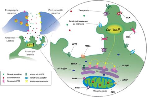 Synaptic Regulation Of Astrocyte Ca²⁺ Signaling Astrocyte Leaflets