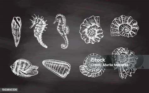 조개껍데기 암모나이트 해마 고래 벡터 세트 손으로 그린 흰색 스케치 그림입니다 칠판 배경에 고립된 다양한 해양 생물의 사실적인