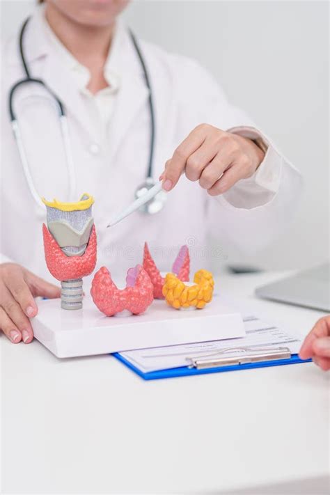 Elderly Patient Consulting And Diagnosis With Doctor To Thyroid Disease Anatomy Thyroid Model