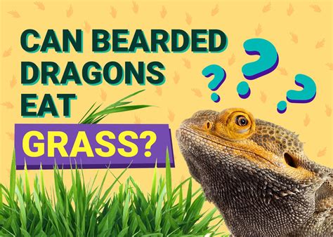 Can Bearded Dragons Eat Grass Vet Approved Nutrition Facts And Faq The