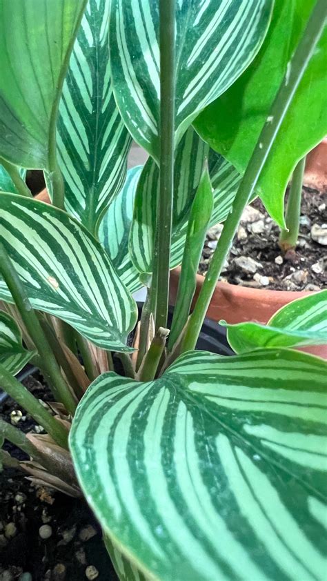 잘라내는걸 두려워마세요 식물도 사람도