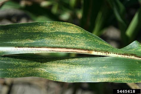 Brown Spot Of Corn Physoderma Maydis Miyabe Miyabe