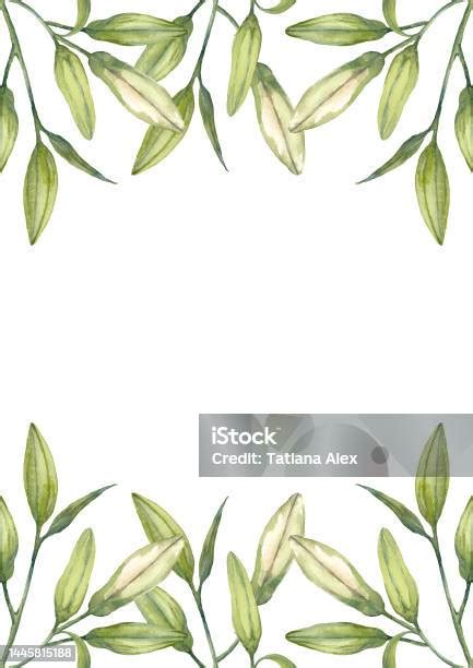 동양 하이브리드 백합 핑크 백합 꽃과 새싹입니다 브로셔 디자인 서식 파일입니다 수채화 손으로 그린 A4 레이아웃 0명에 대한 스톡 벡터 아트 및 기타 이미지 Istock