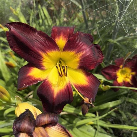 Hemerocallis Rainbow Rhythm® Persian Ruby Daylily Garden Center