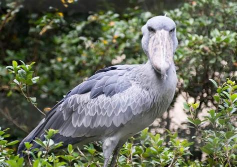 Shoebill Stork Behavior Animalbehaviorcorner