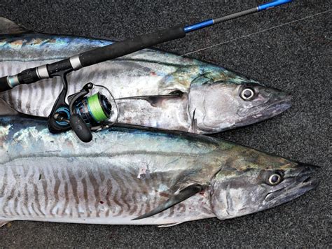 How To Catch Mackerel Fishing World Australia