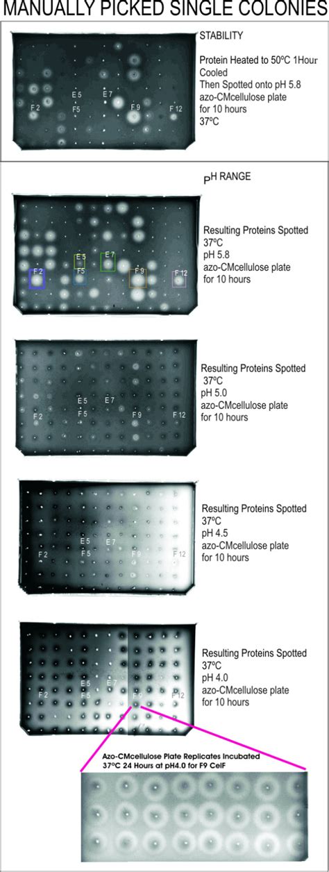 Azo Cmc Plate Analysis Of Expressed Proteins From Manually Picked Mp