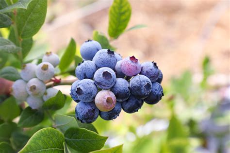 터키 이즈미르에서 수확기에 나무에 잘 익은 과일을 잔뜩 뿌린 블루 베리 농장 블루 베리 따기 역사 0명에 대한 스톡 사진 및 기타 이미지 Istock