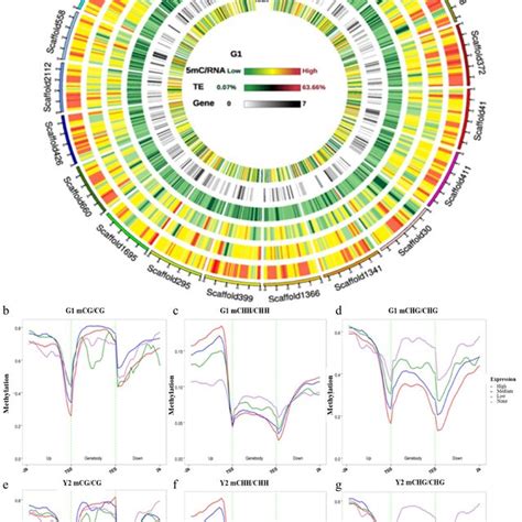 Venn Diagrams Of Genes Identified By Rna Seq And Bs Seq Analysis Download Scientific Diagram