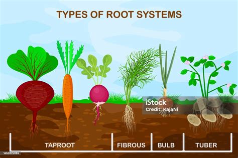 Types Root Systems Of Plants Taproot Fibrous Bulb And Tuber Root Example Comparison Stock