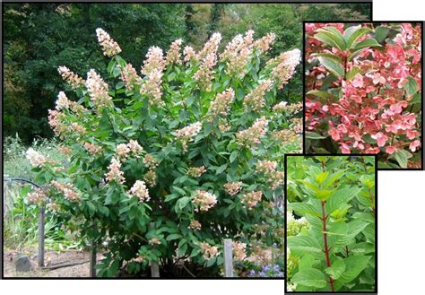 Quick Fire Hydrangea Hinsdale Nurseries Welcome To Hinsdale Nurseries