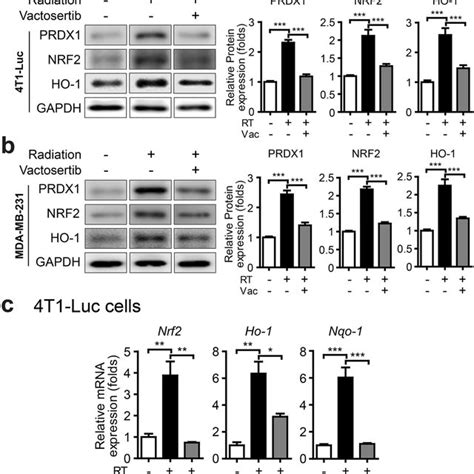 Vactosertib Regulates The Radiation Induced Fibrosis Markers A Download Scientific Diagram