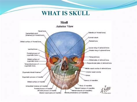 Sex Determination From Skull Remains101 PPT Bone And Joint Conditions Diseases And Conditions
