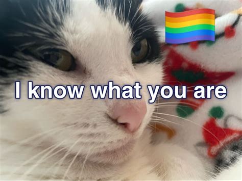 Funny Cat Meme Reaction