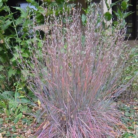 Schizachyrium Scoparium Blue Heaven Vitro Westland