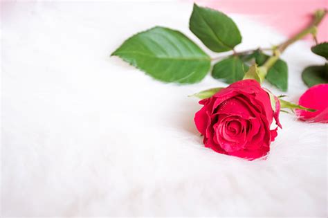 흰색 모피 배경에 녹색 잎과 가지와 함께 피는 아름다운 빨간 장미 꽃을 닫습니다 사랑의 꽃 상징 발렌타인 데이 결혼식 여성의 날