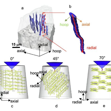 The Hierarchical Structure Of Elephant Dentin A Photograph Of The Download Scientific