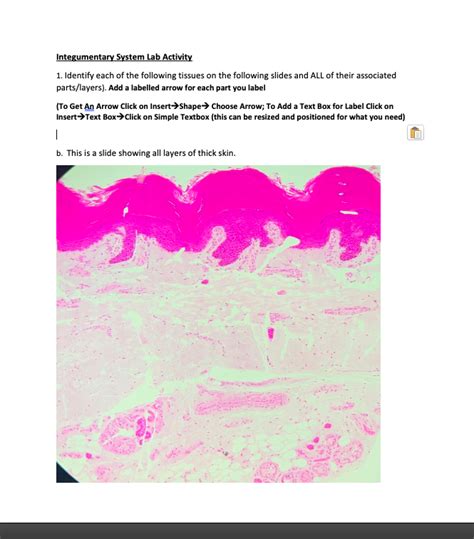 Solved Integumentary System Lab Activity Identify Each Of Chegg