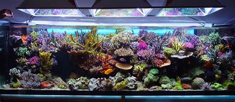 Trophic Structure In The Reef Part 1 Advanced Education Algaebarn