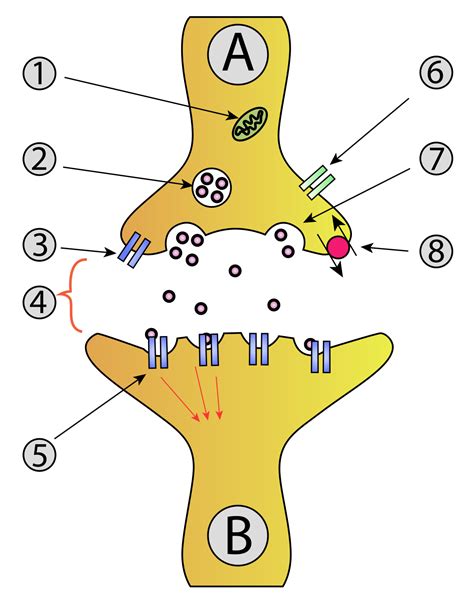 Synapse Diagram Unlabeled
