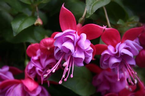 How To Identify And Manage 3 Common Fuchsia Diseases