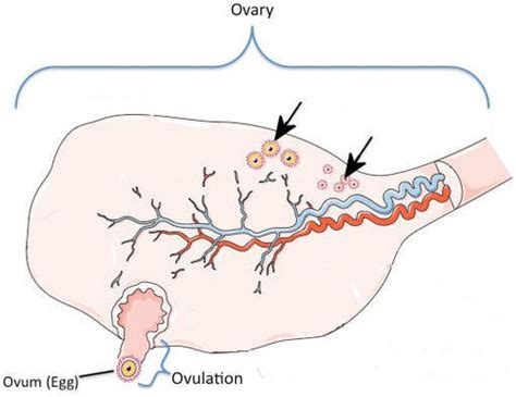 Mcat Biology Reproductive System Flashcards Quizlet