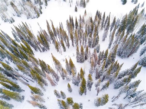 Label Bas Carbone Séquestrer Le Co2 And Préserver La Forêt Sublimeo