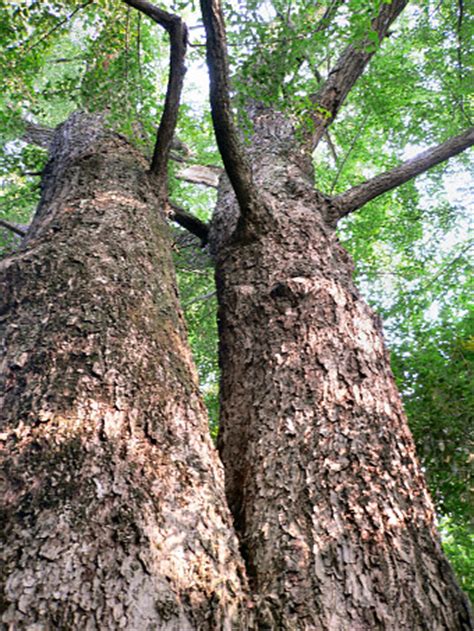 京都御苑凝華洞跡のイチョウ