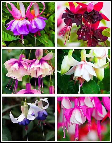 Fuchsia Flower Seeds Grow Vibrant Blooms With Ease