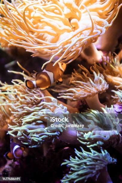 열대 수중 장면에서 아네모네에 숨어 있는 귀여운 주황색 광대 물고기 경산호에 대한 스톡 사진 및 기타 이미지 경산호 귀여운 놀이 Istock