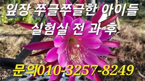 잎장 쭈글쭈글한 아이들 실험 전 과 후 Youtube