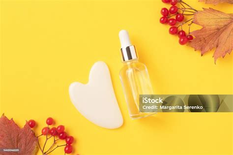 기름이 든 유리병 가을 익은 Viburnum의 가지와 얼굴 마사지를 위한 Gua Sha 돌 화장품 얼굴 피부 관리 및 스파 자연 치료 개념입니다 개념에 대한 스톡 사진 및
